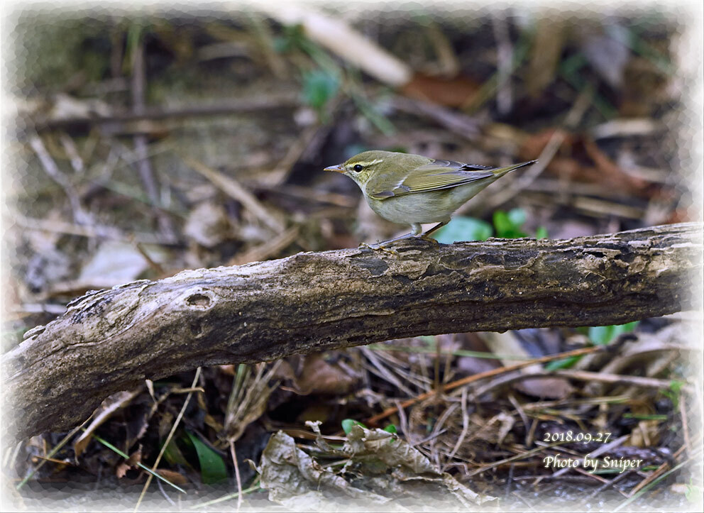 Kamuchata Leaf Warbler【Phylloscopus examinandus】: スナイパーの「keenな鳥類図鑑」